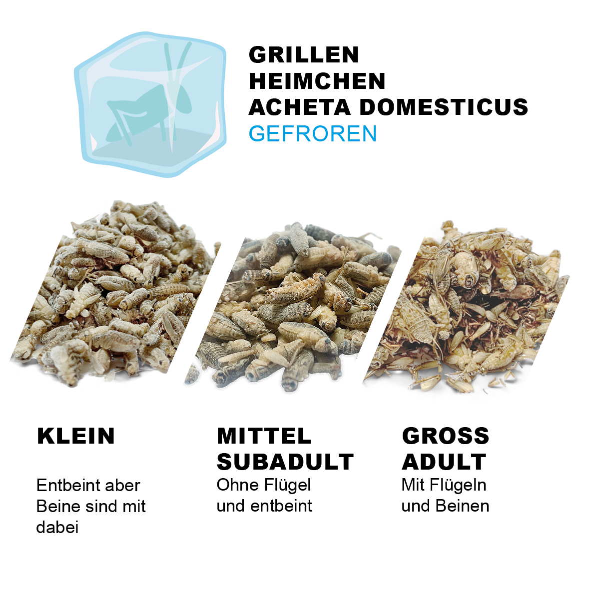 Grillen| Heimchen| Acheta domesticus gefroren – EntoZoo